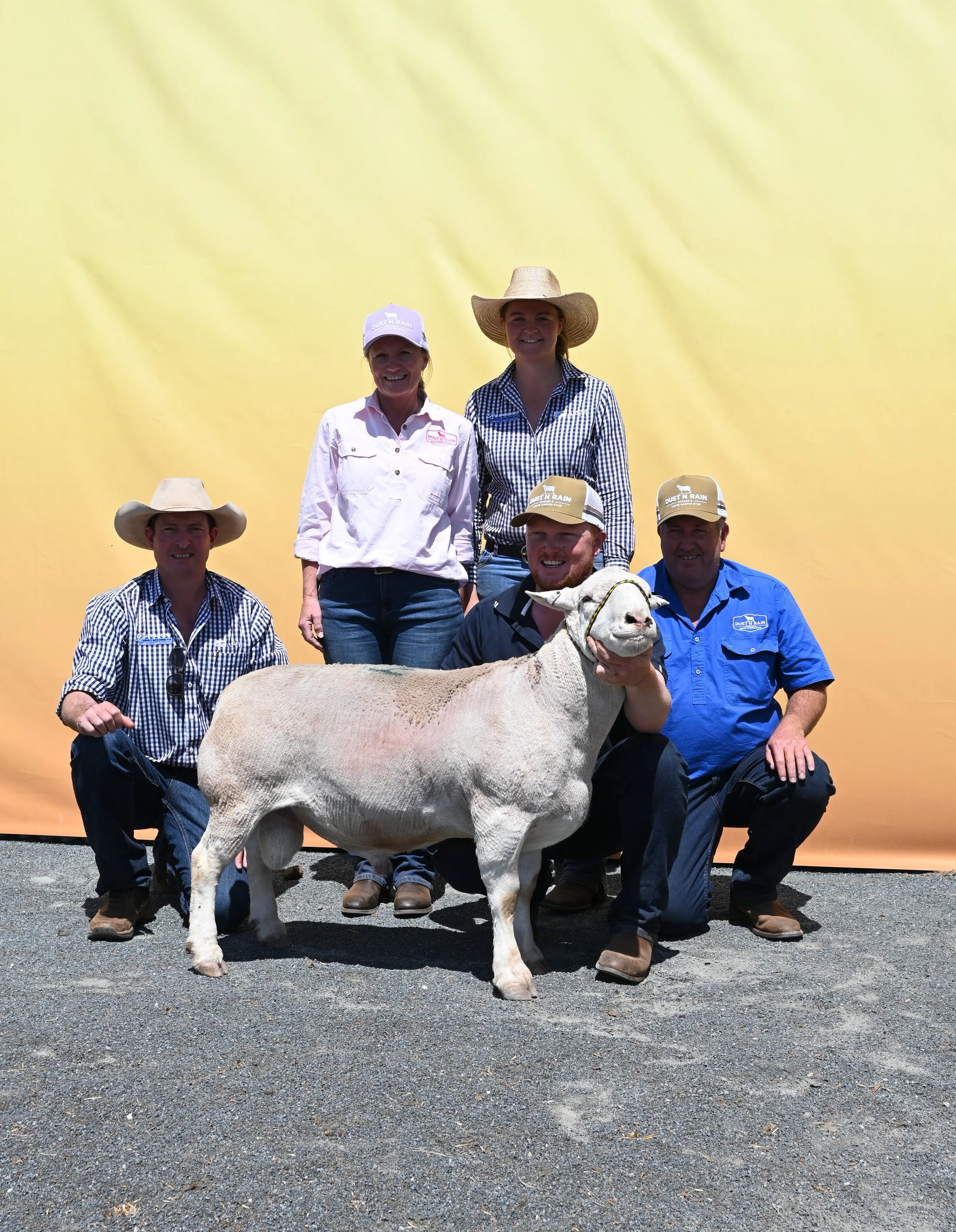 Burrawang Dorper and White Dorper Stud