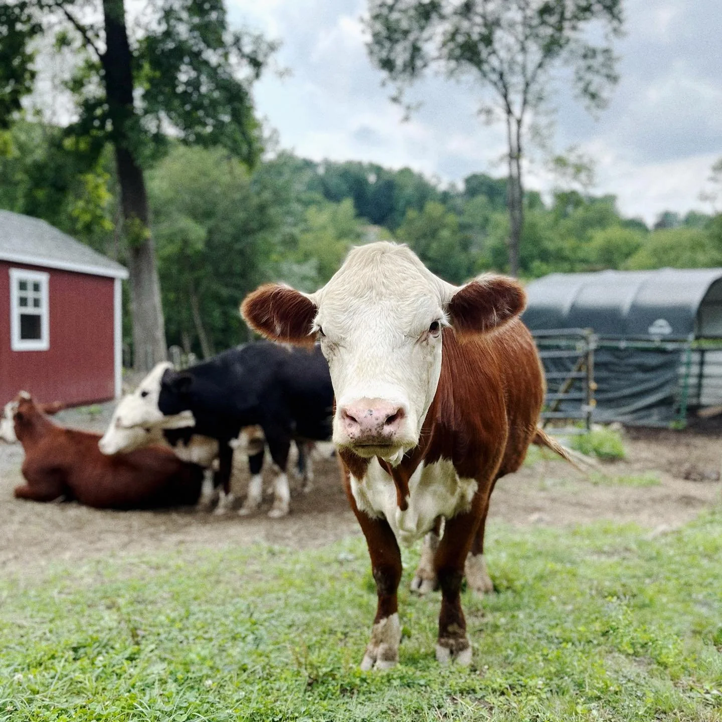 Double A Ranch | Grass-Fed & Finished Beef | Sustainably Raised Pork ...