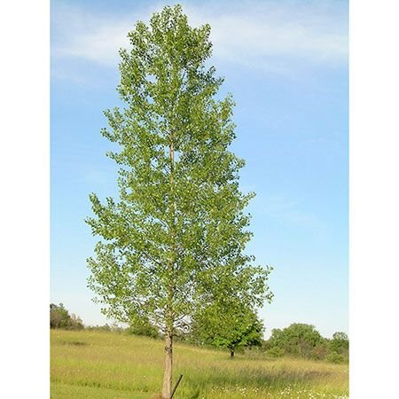 Hybrid Poplar Seeds