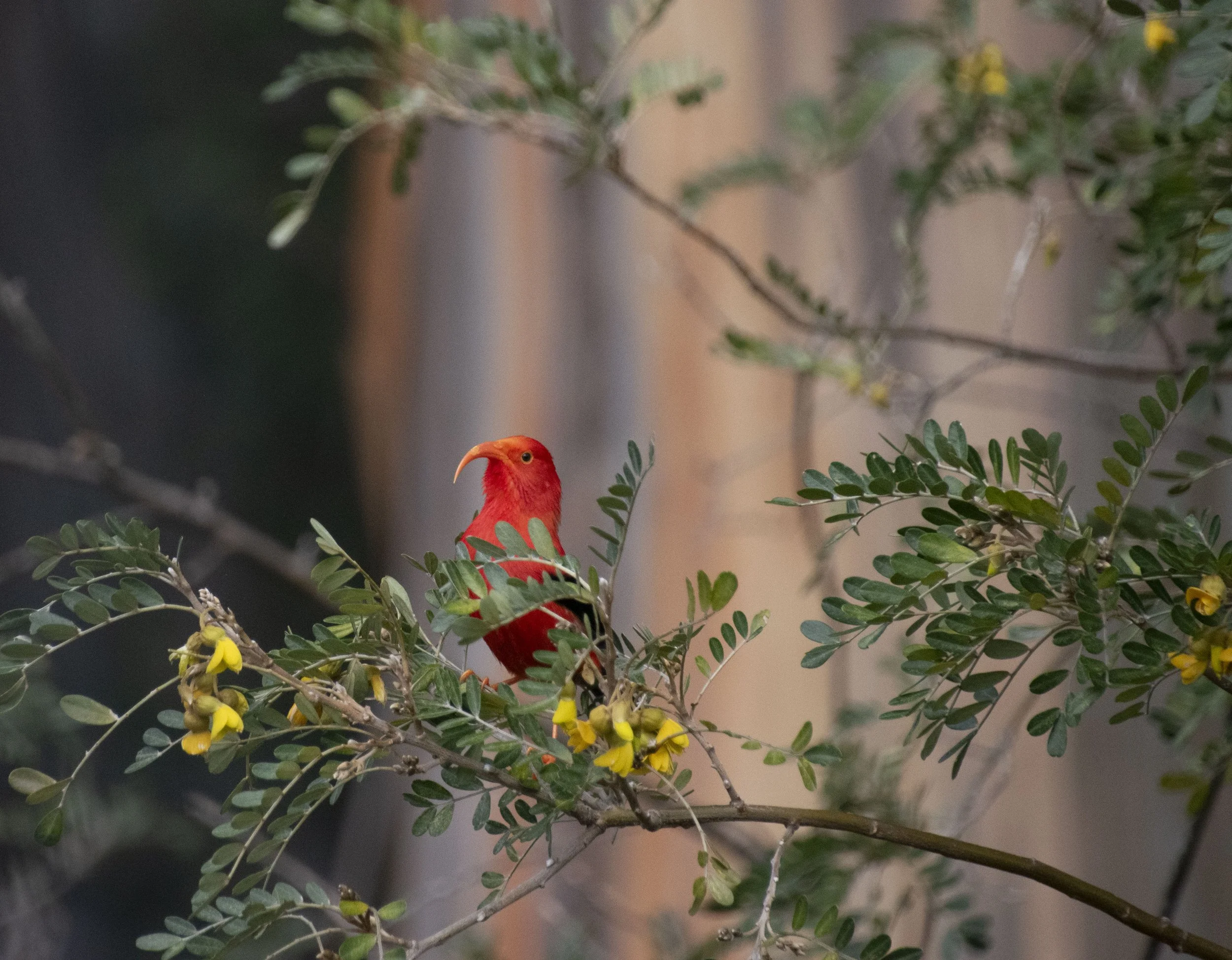 Haleakala and the I’Iwi - A Harmony of nature — Amazing Maui Stars