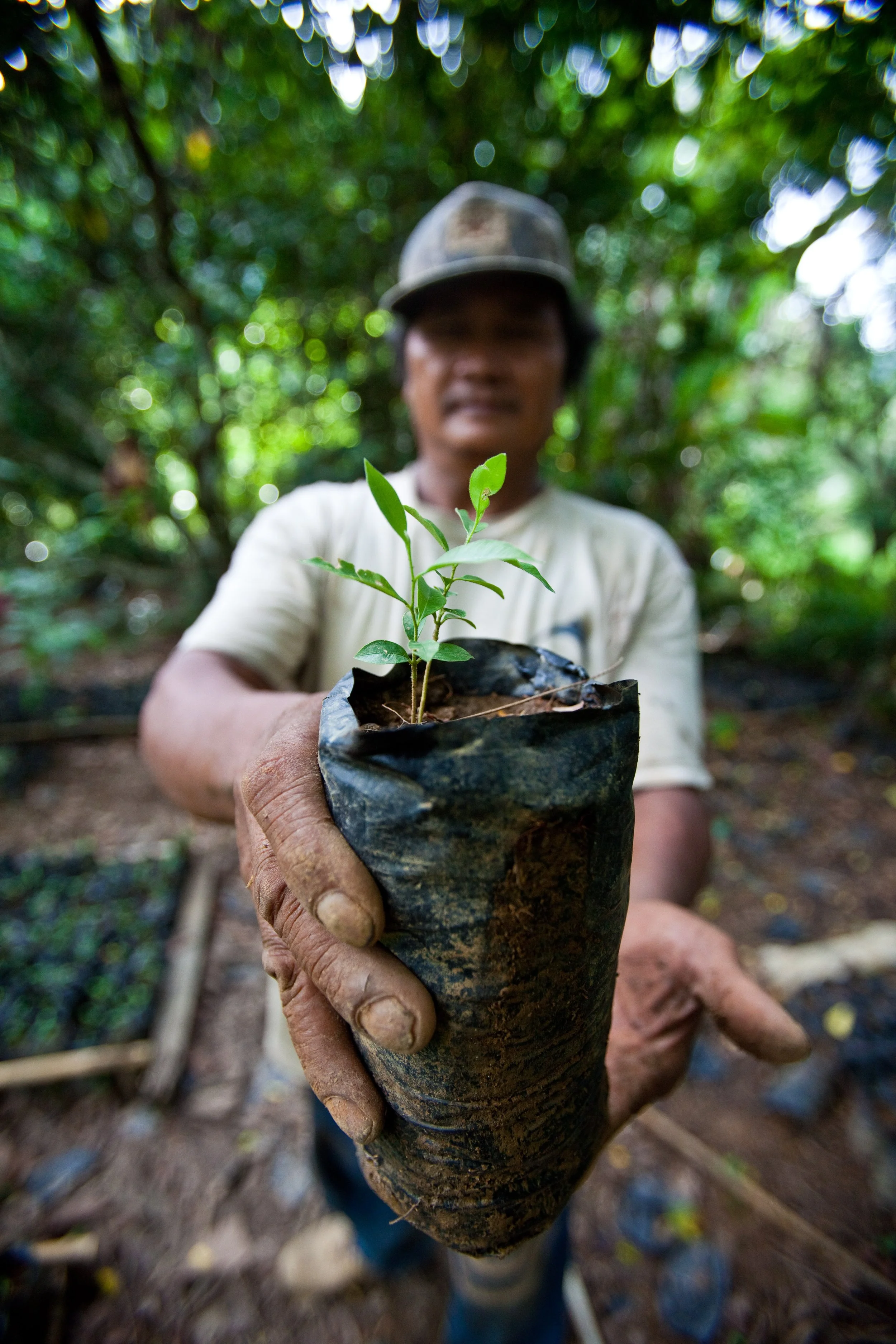 Donate: Seed Change Today — Health In Harmony