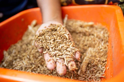 Watch: How Black Soldier Fly (BSF) Frass is Revolutionizing Farming in ...