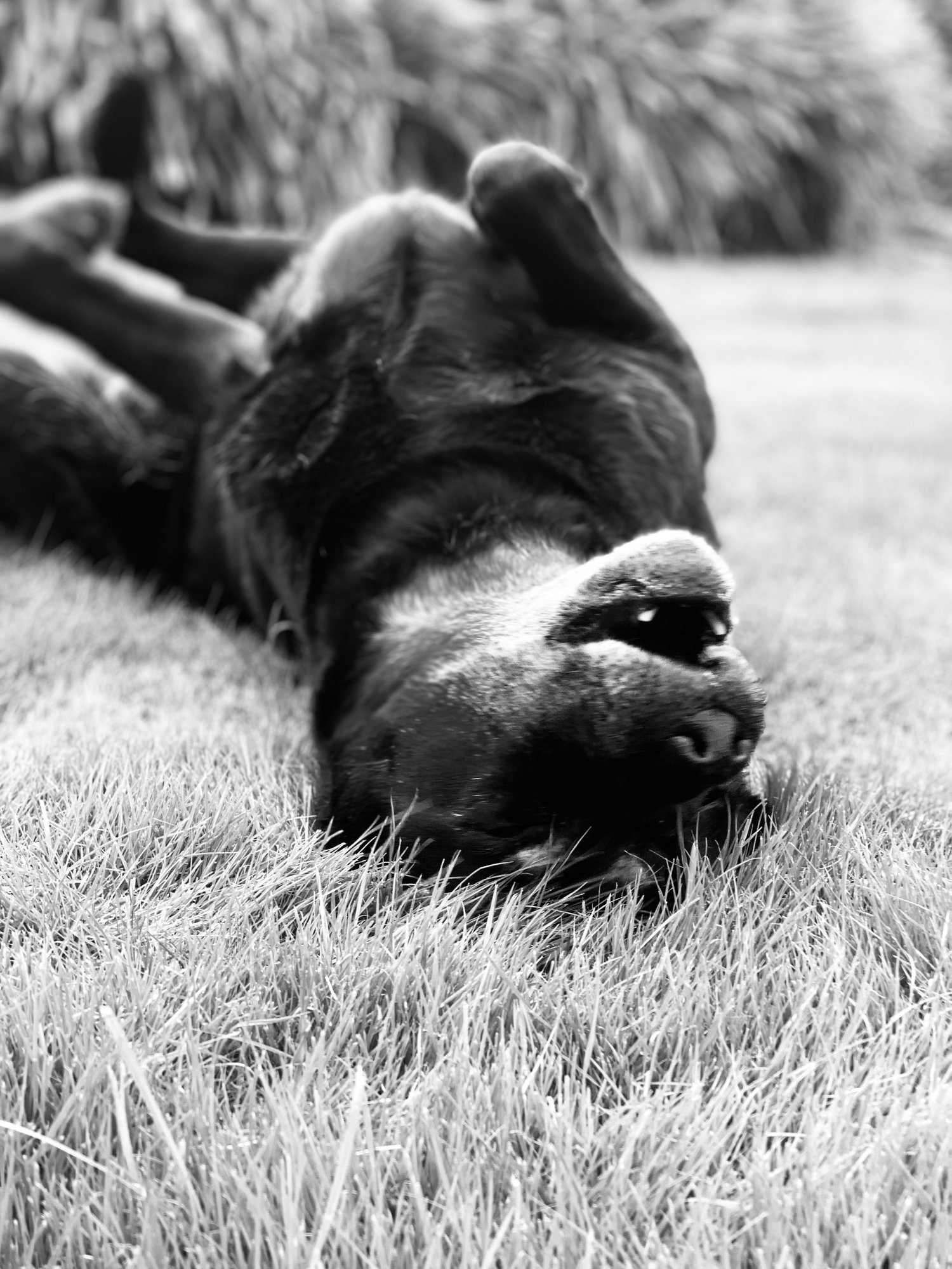 Blackdog – Your Creative Best Friend