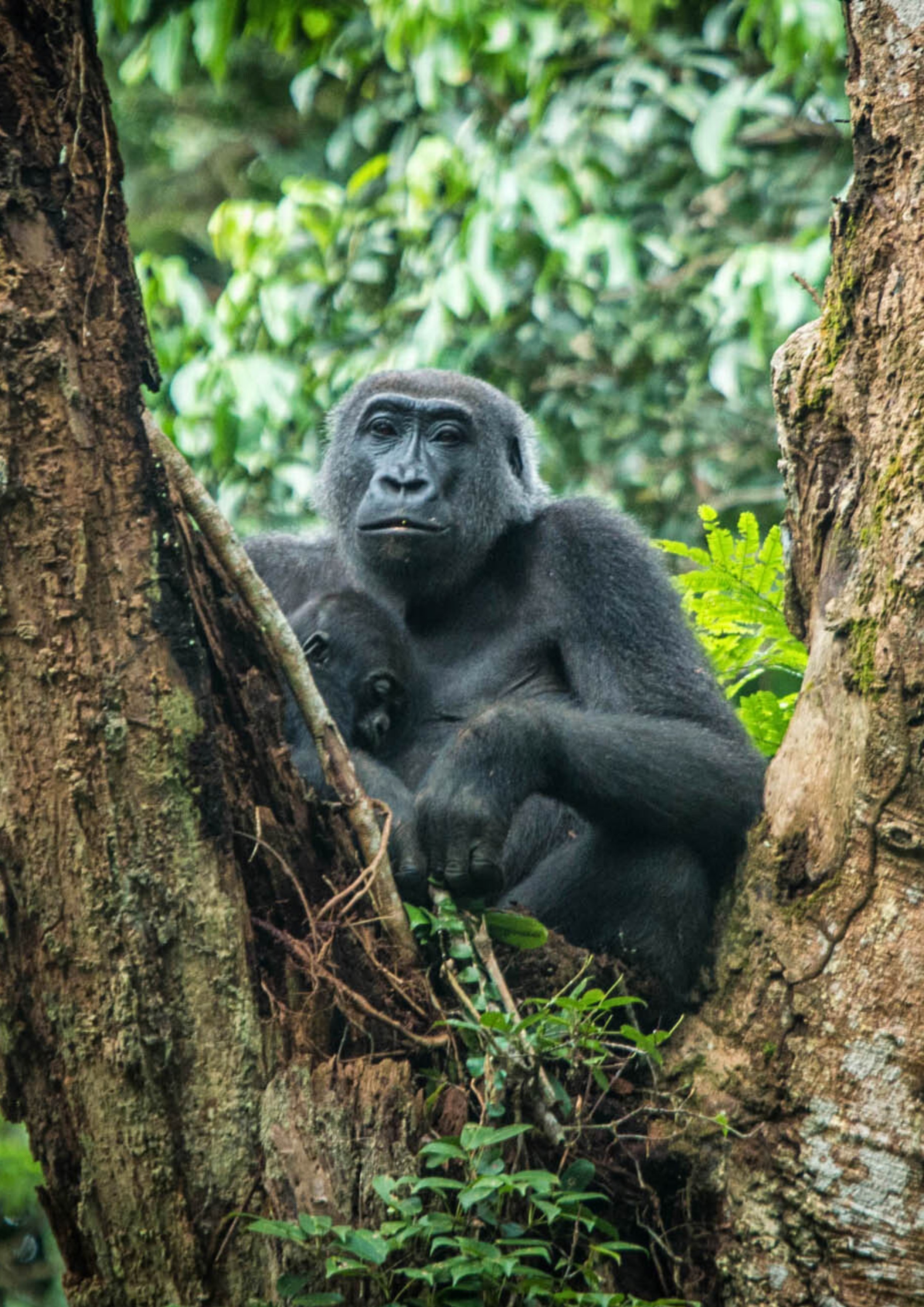 Kamba African Rainforest Experiences — Crème de la Crème
