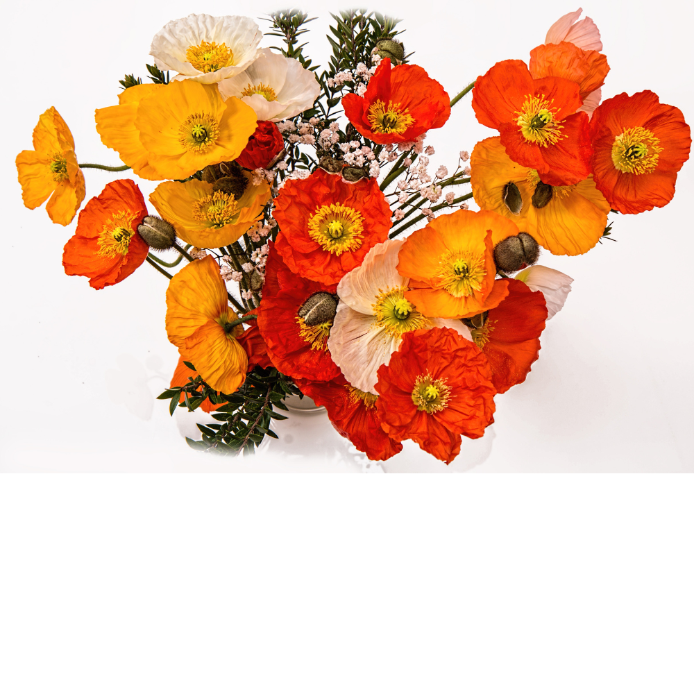 Shop — Mayflower Designs