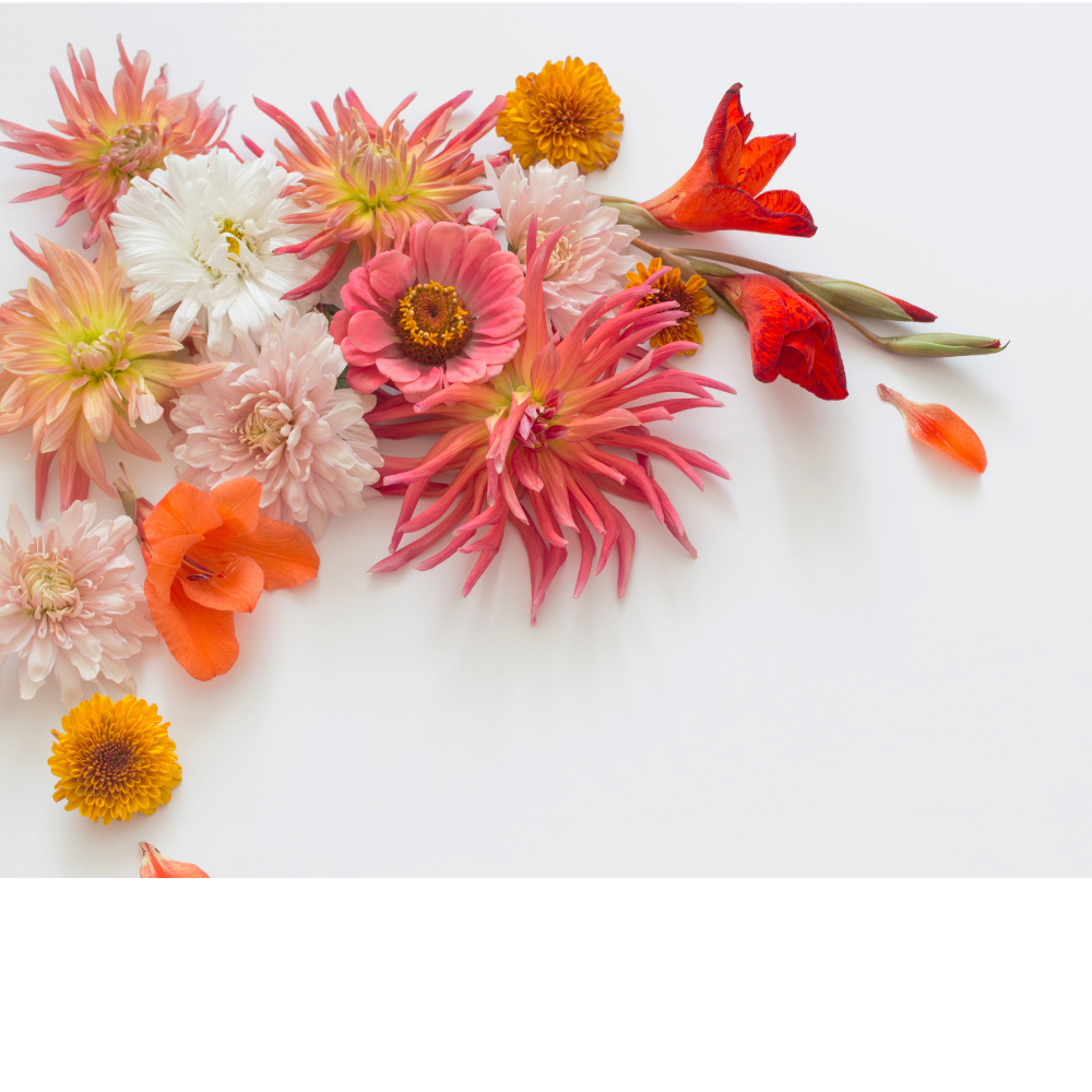 Shop — Mayflower Designs