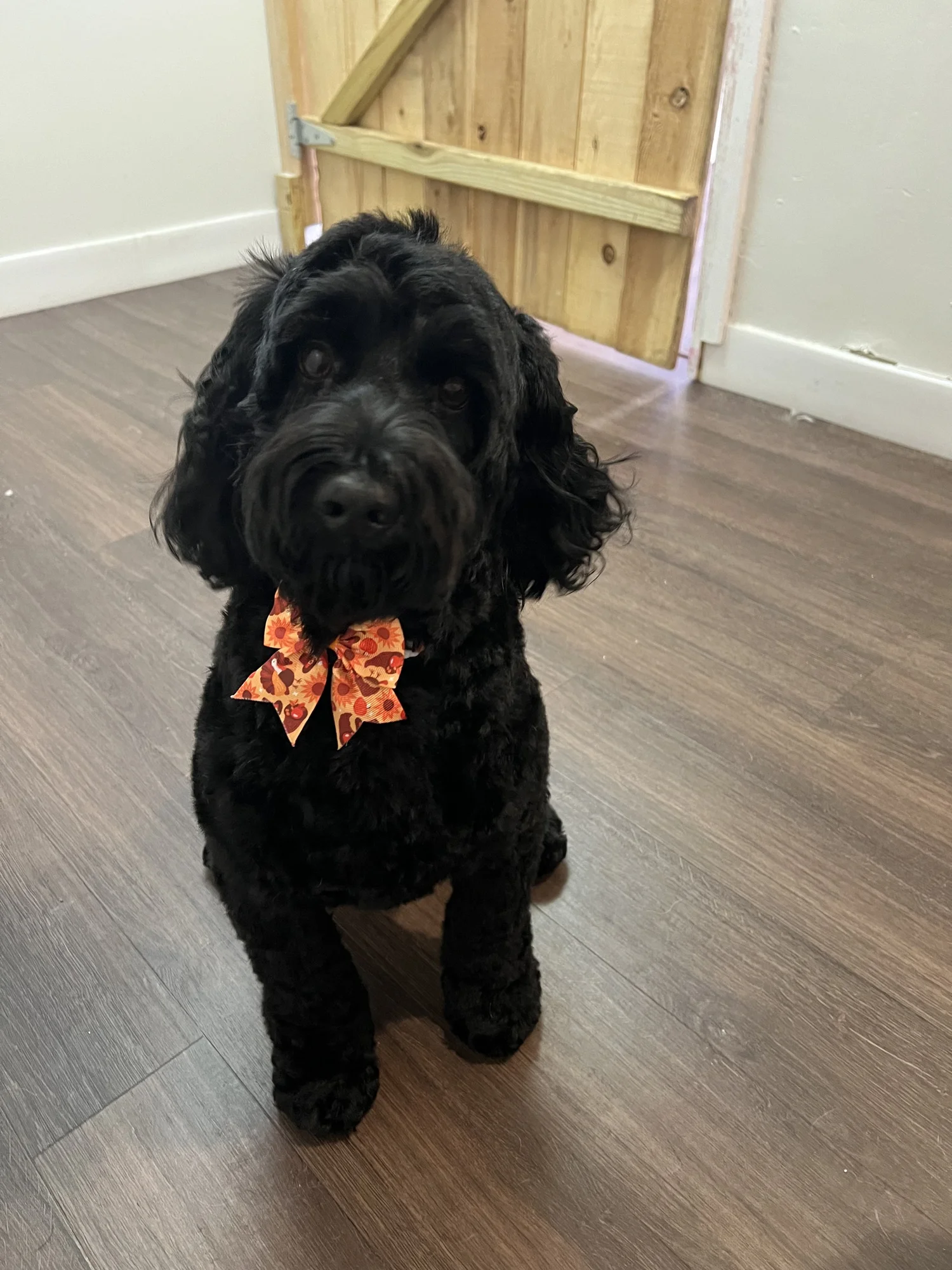 Doggie Style Grooming