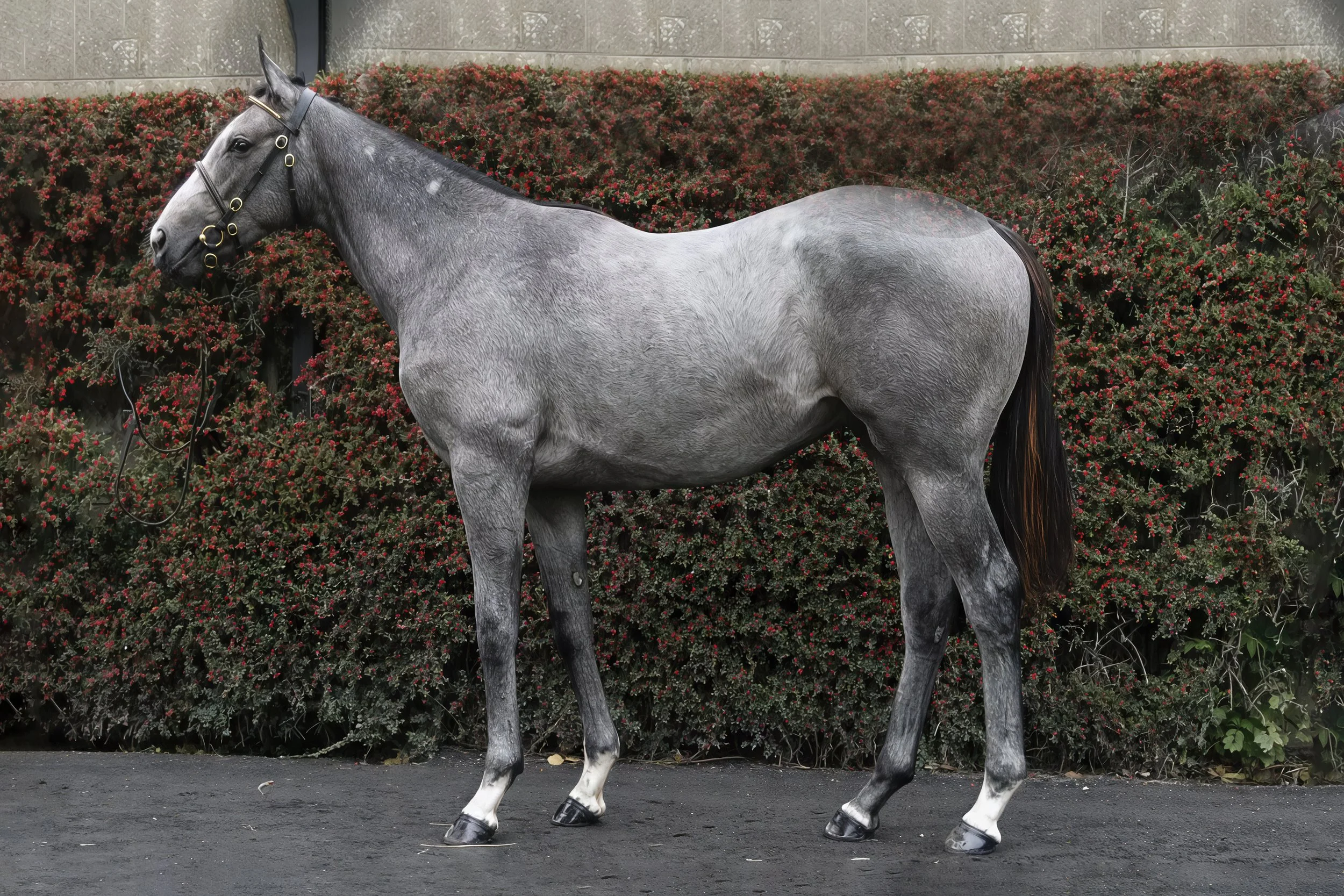 Buy Shares — Rogues Gallery Racing