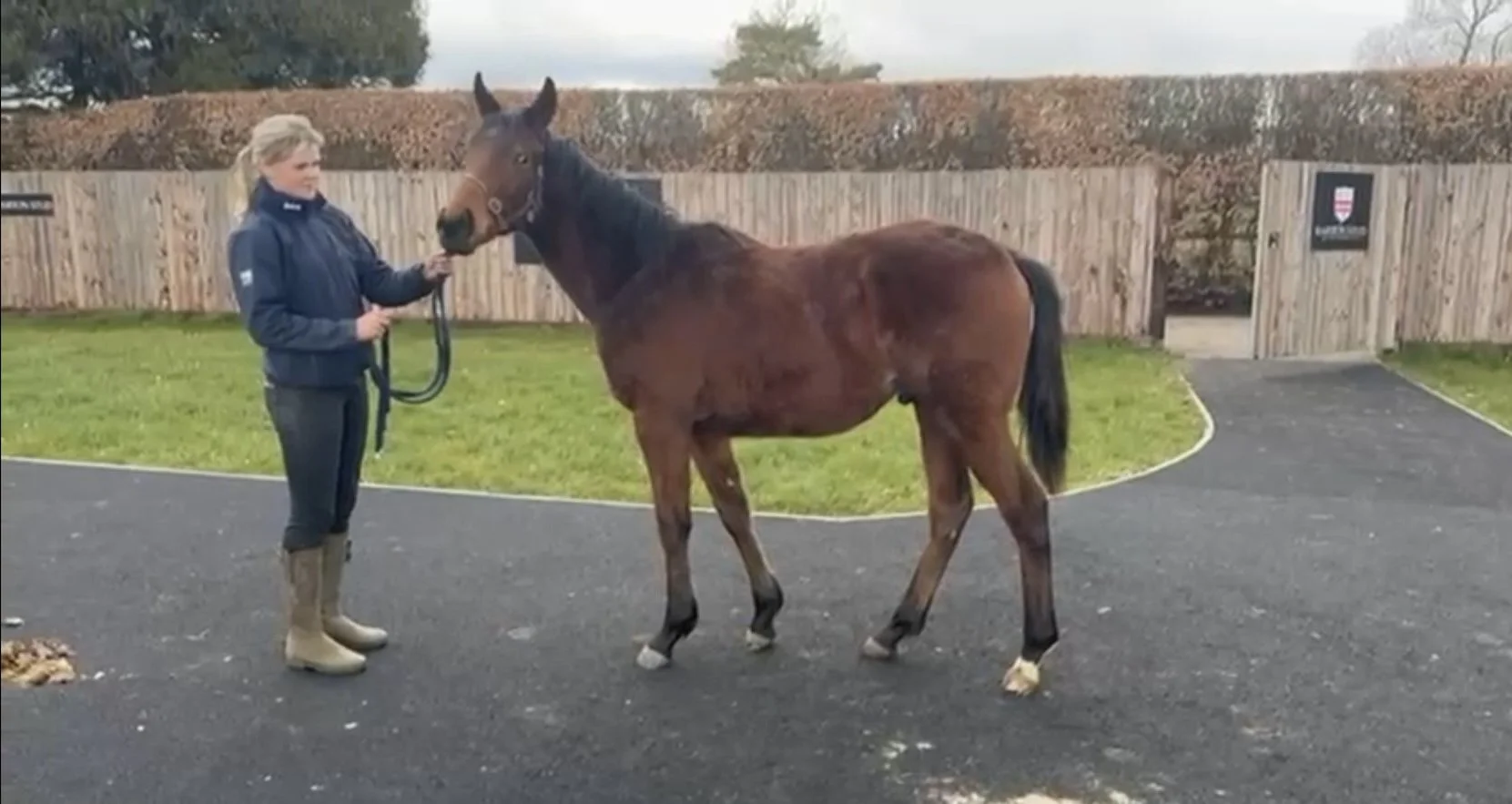 Yearlings | Rogues Gallery Racing — Rogues Gallery Racing