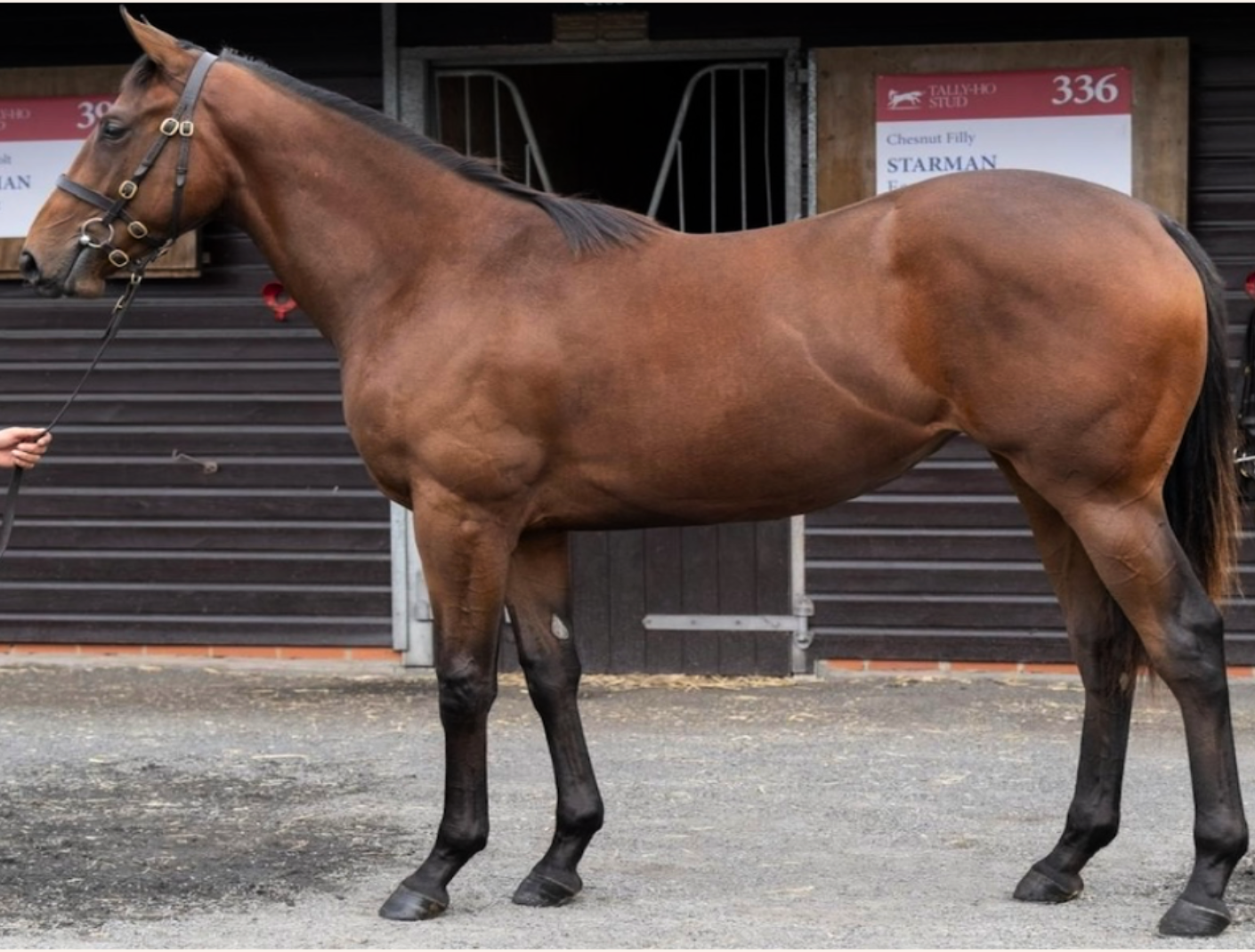 Buy Shares — Rogues Gallery Racing