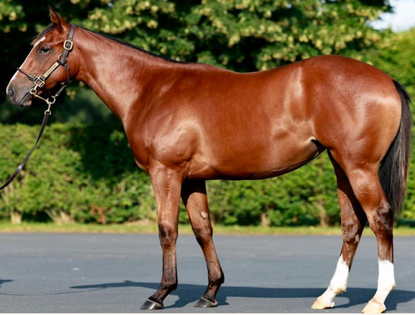 Buy Shares — Rogues Gallery Racing