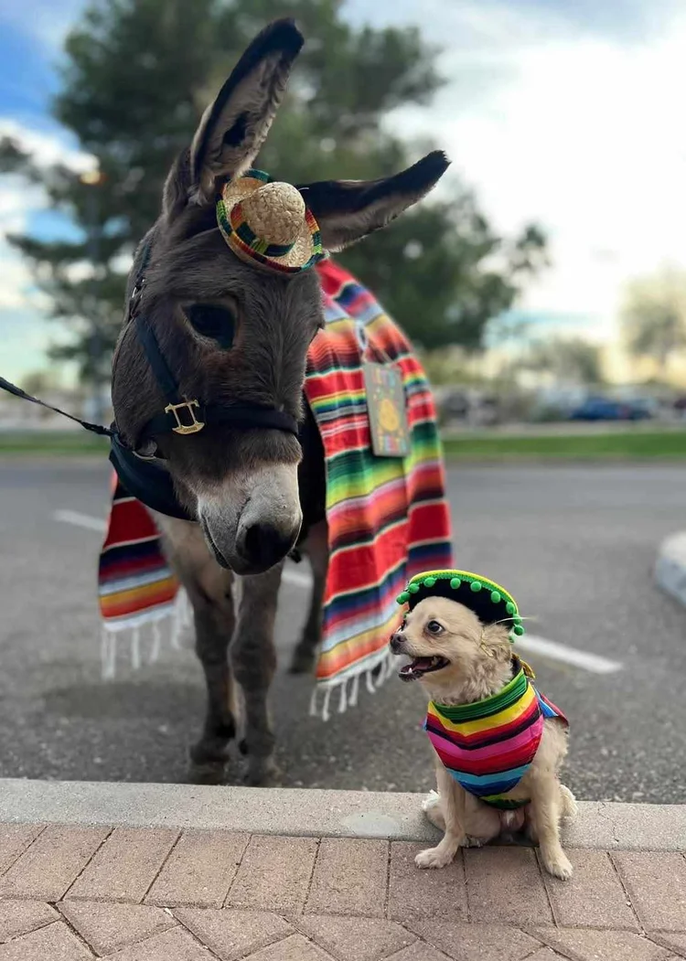 Lil Mama's Bourbon Burros | Book Willy Today