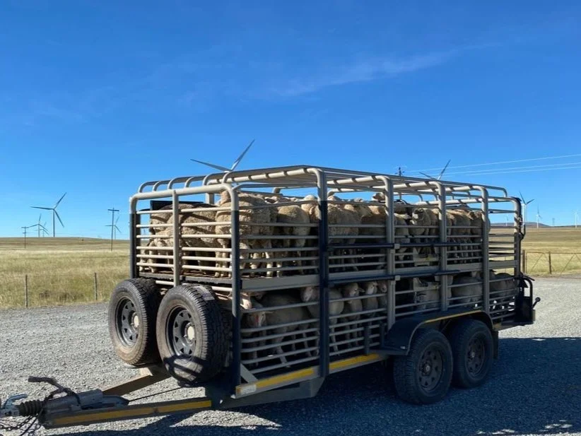 Nic trailers. At Nic trailers we build any trailer: cattle, sheep, wild ...