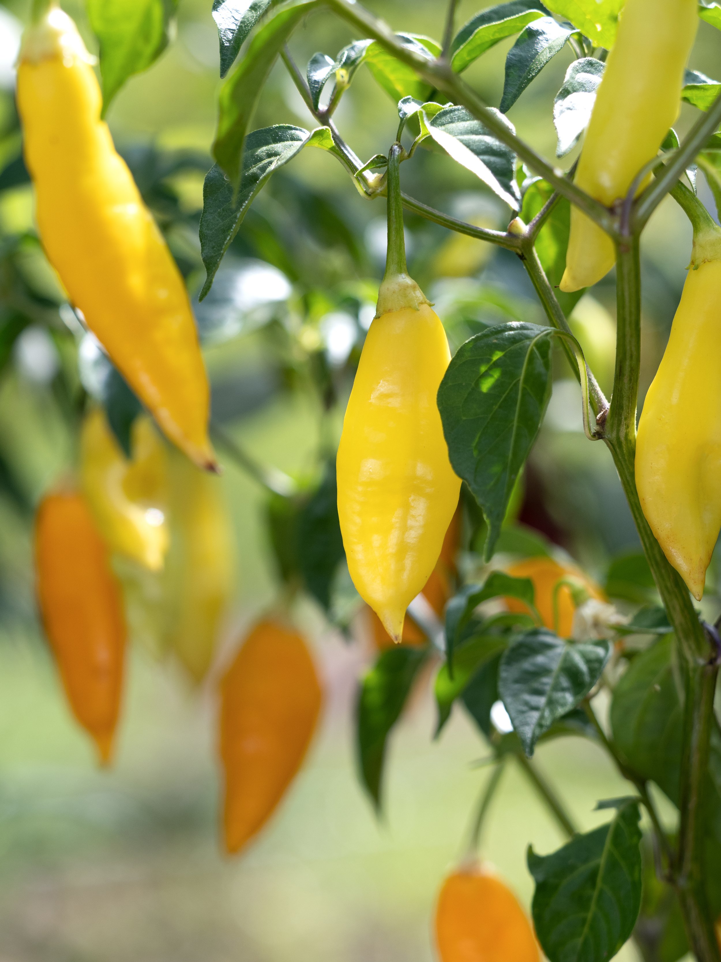 Louisiana Pepper Exchange Industrial