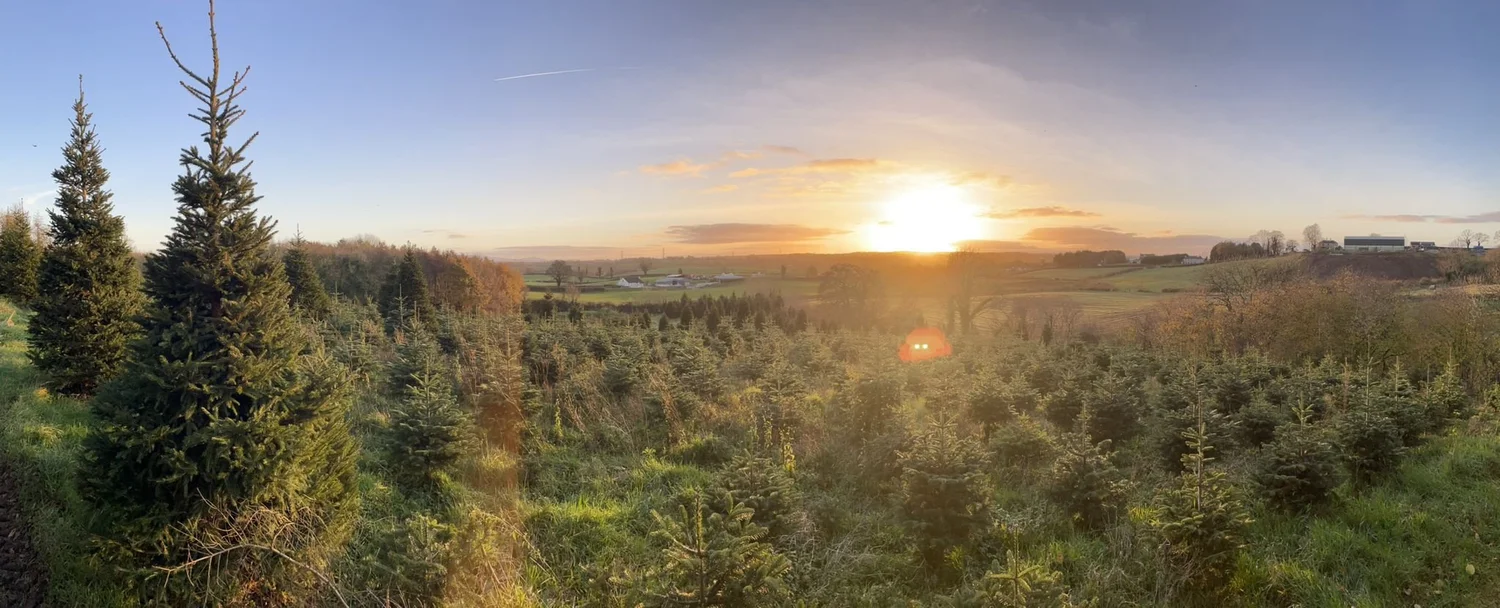 Greenmount Christmas Tree Farm
