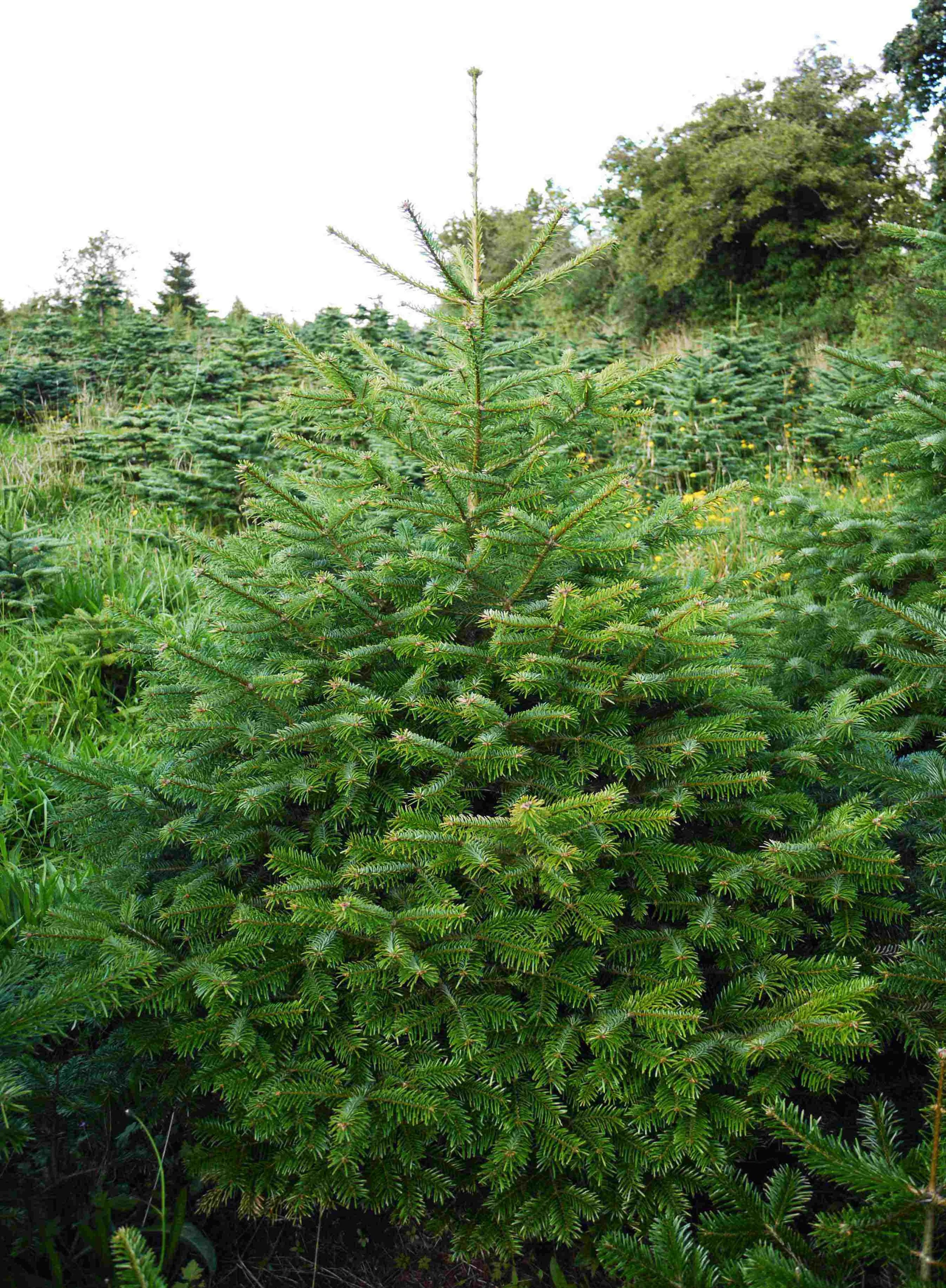 Nordman Fir — Greenmount Christmas Tree Farm