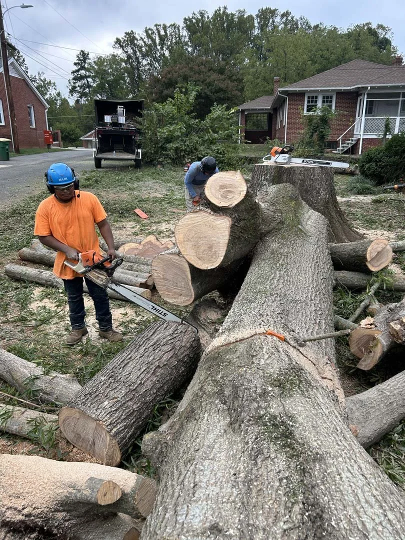 Brantley Tree Services | Get Your Trees Serviced Today