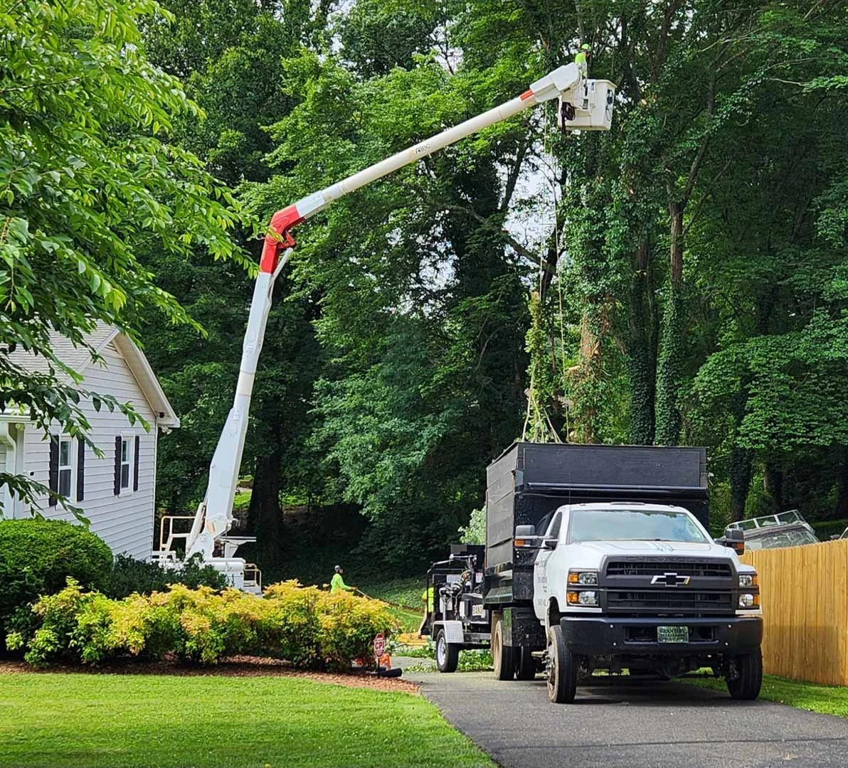 Brantley Tree Services | Tree Removal & Emergency Cleanup in NC