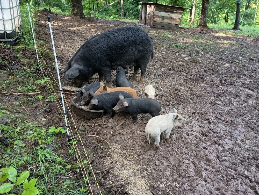 Hungarian Mangalitsa Pigs — Bear Mountain Farm