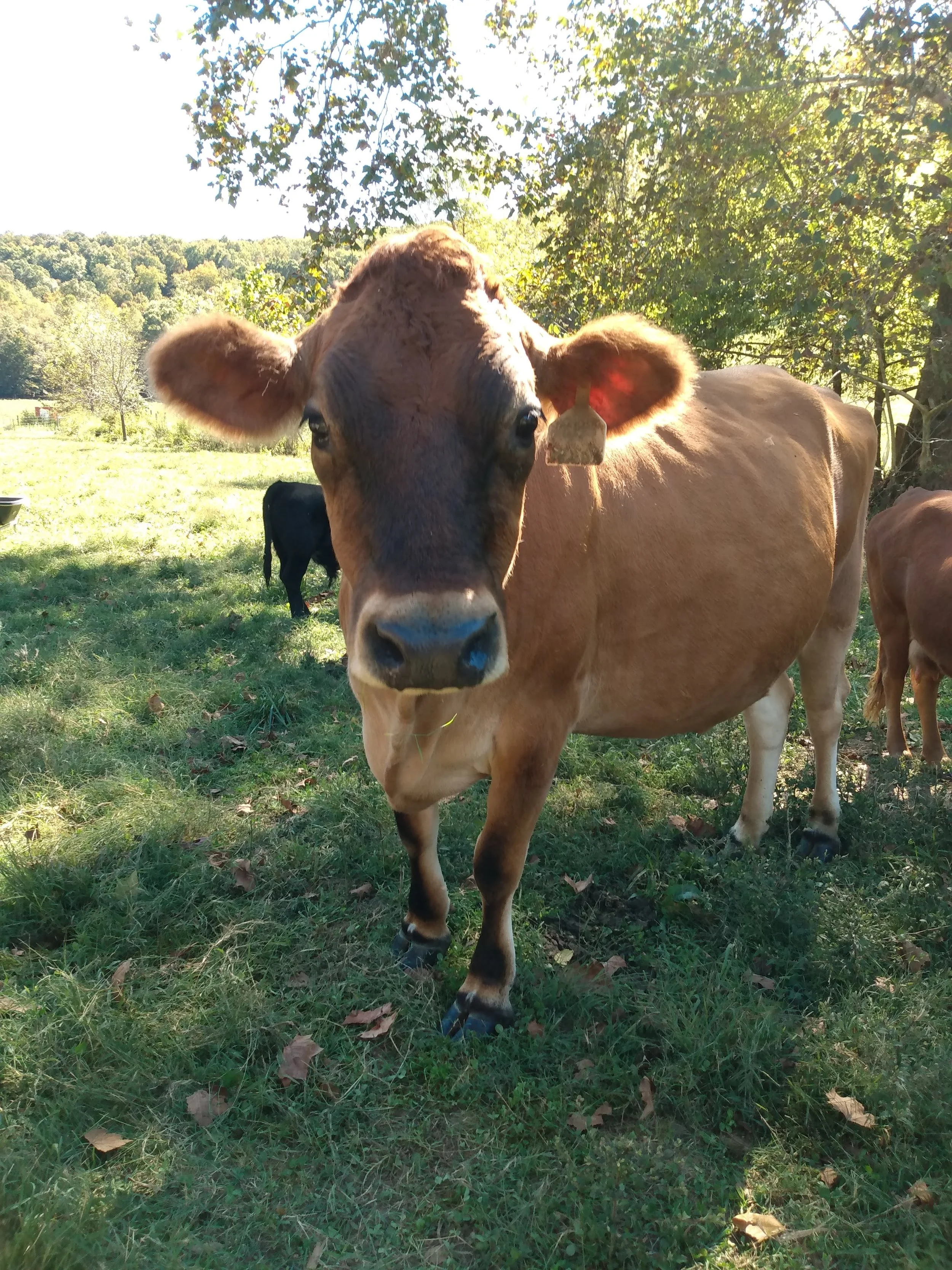 Available Now — Bear Mountain Farm