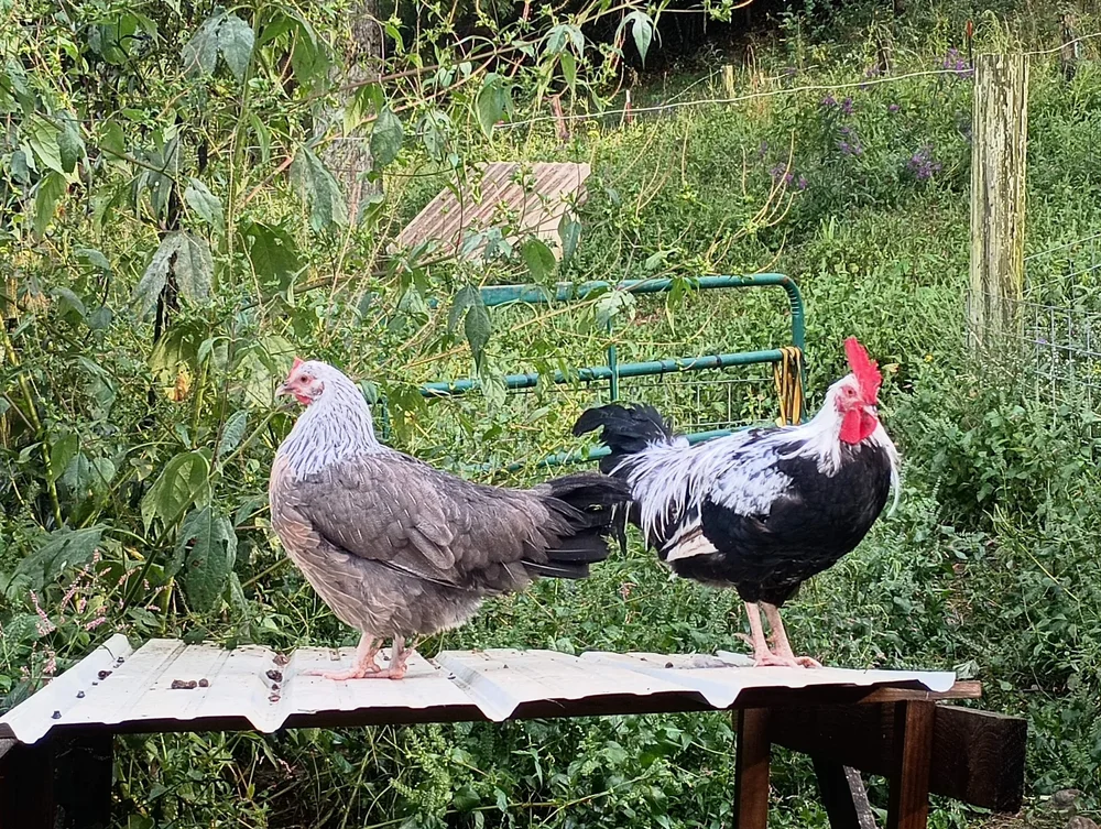 Silver-Grey Dorking Chickens — Bear Mountain Farm