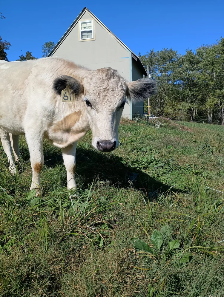 Registered Polled A2A2 White Dexter Cattle — Bear Mountain Farm