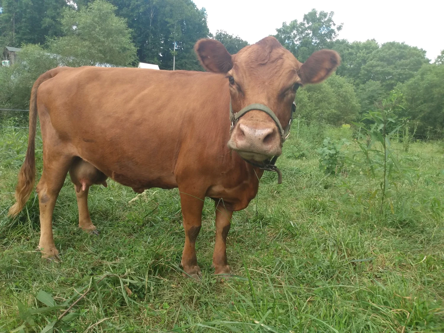 Registered Polled A2A2 White Dexter Cattle — Bear Mountain Farm