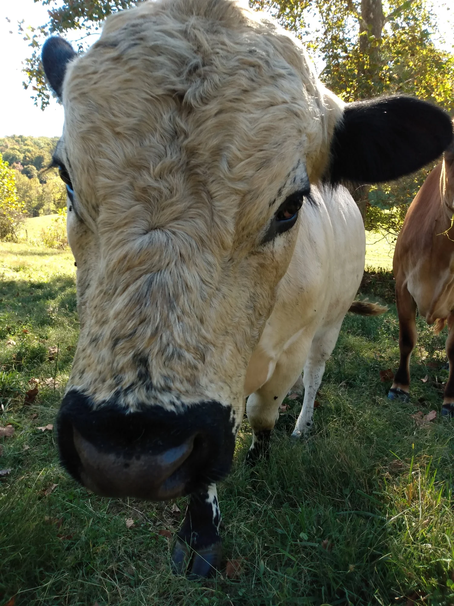 Registered Polled A2A2 White Dexter Cattle — Bear Mountain Farm