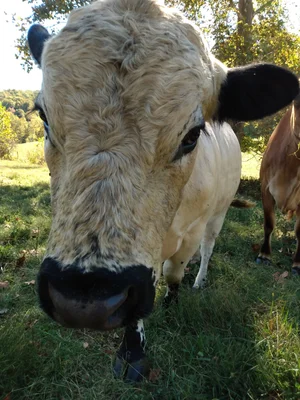 Registered Polled A2A2 White Dexter Cattle — Bear Mountain Farm