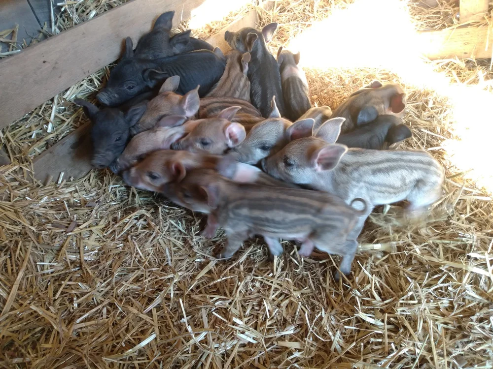 Hungarian Mangalitsa Pigs — Bear Mountain Farm