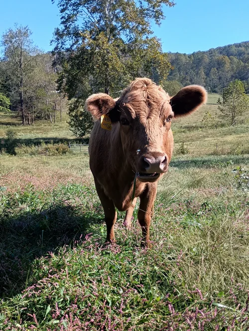 Registered Polled A2A2 White Dexter Cattle — Bear Mountain Farm