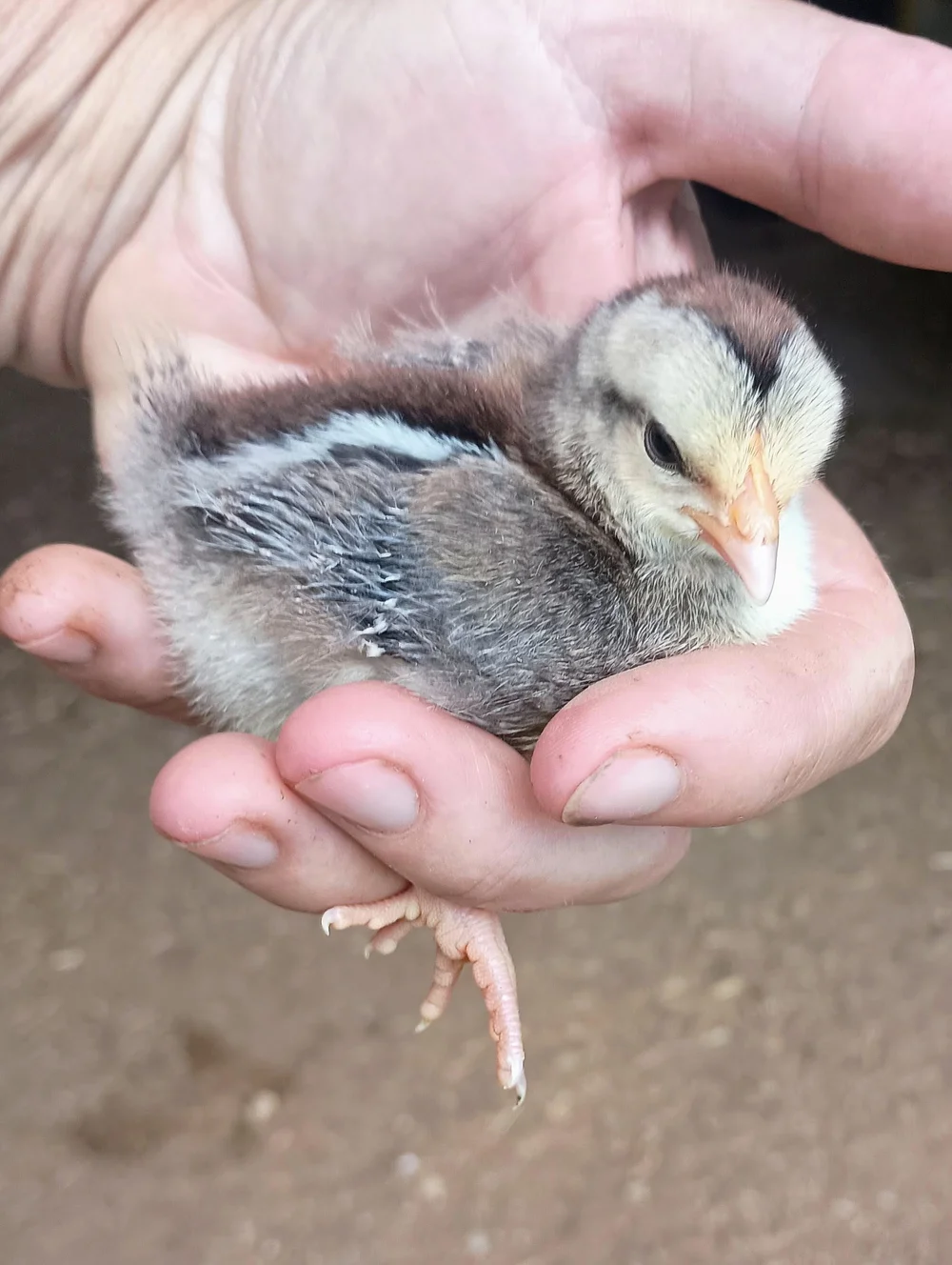 Available Now — Bear Mountain Farm