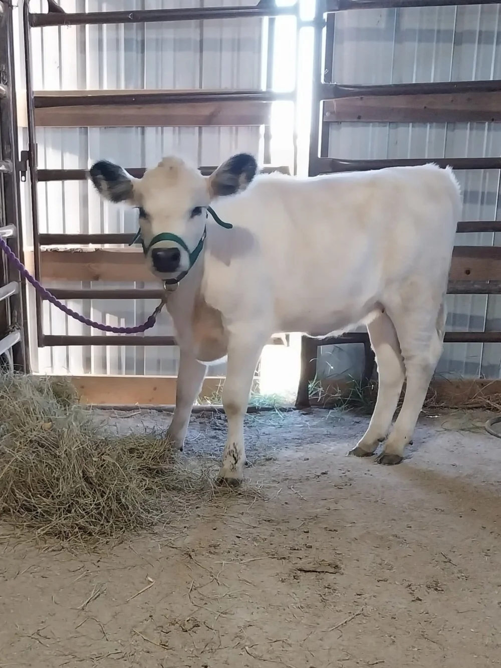 Registered Polled A2A2 White Dexter Cattle — Bear Mountain Farm