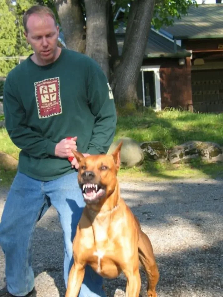 Breed Standards — Federation Of The Canis Panther