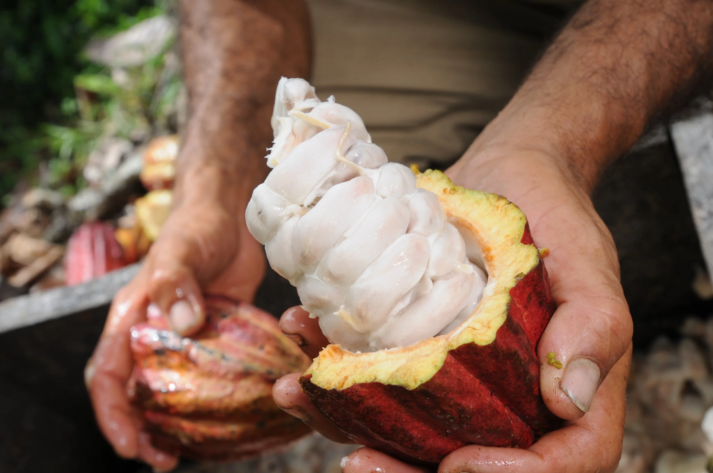 Our Story — BAMBA CHOCOLATE