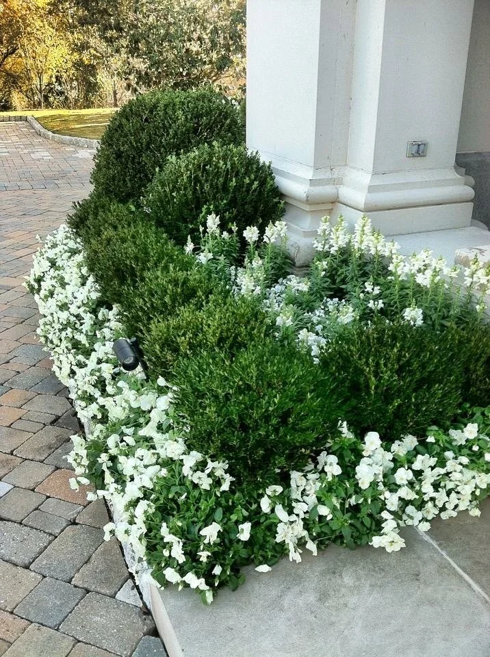Planting Guide For Shrub Success — Carmen Johnston Gardens