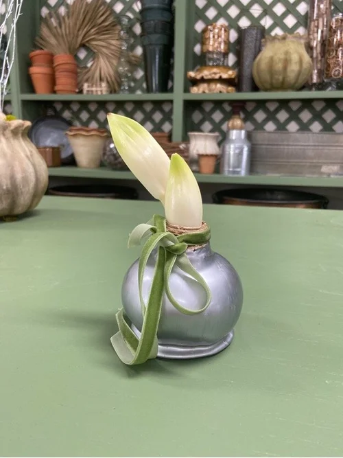 Top Gift Idea Breck's Amaryllis — Carmen Johnston Gardens