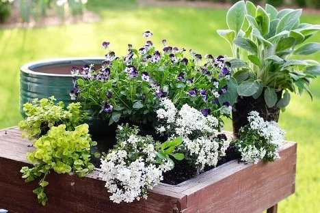 Let's Get Spring Planting Ready — Carmen Johnston Gardens