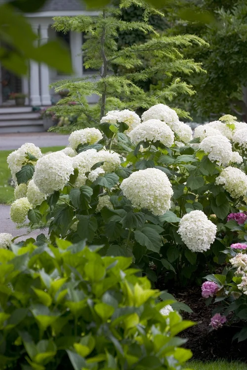 Carmen's Ultimate Hydrangea Guide — Carmen Johnston Gardens