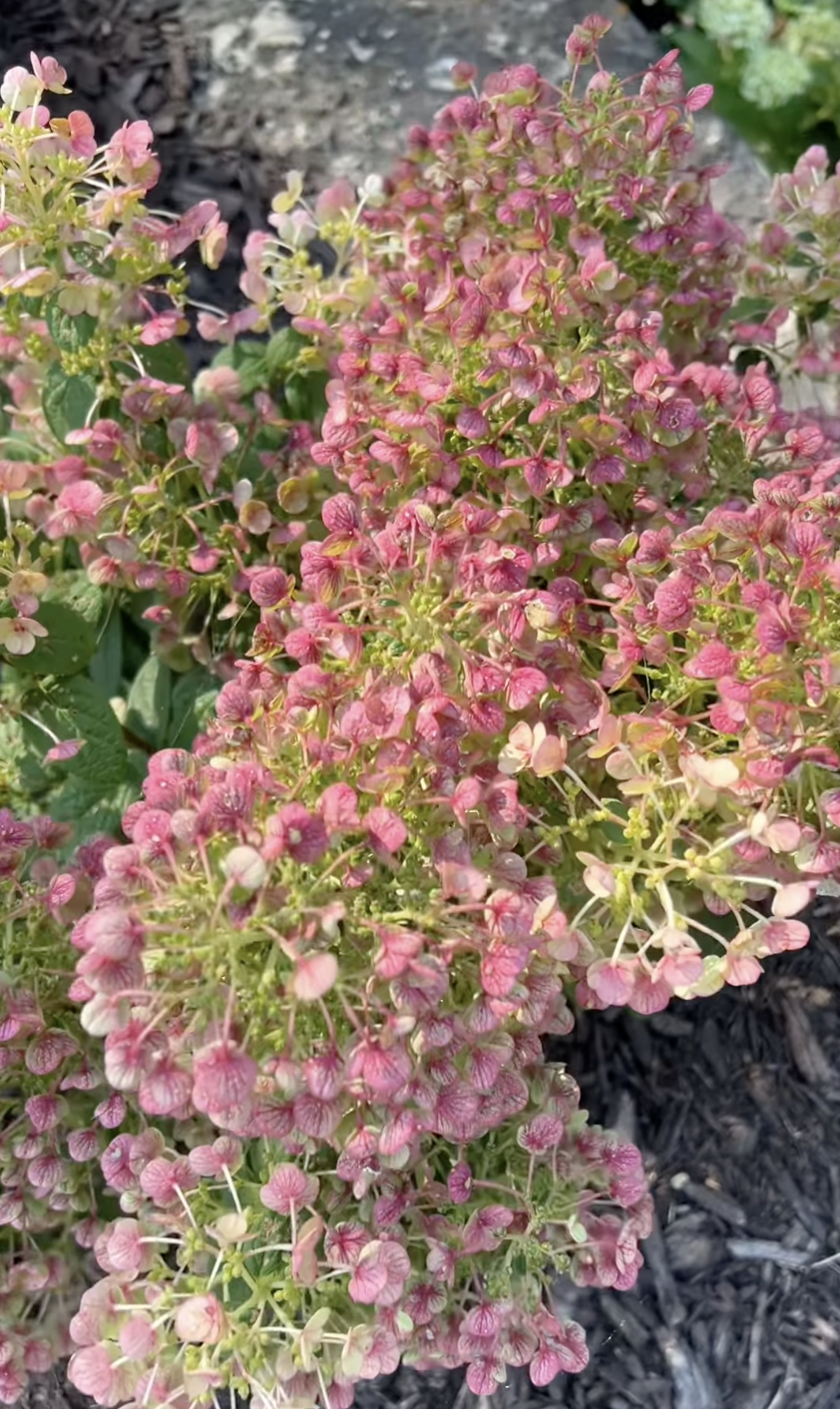 The Secret to Antiquing Hydrangeas: How to Extend Bloom Life — Carmen ...