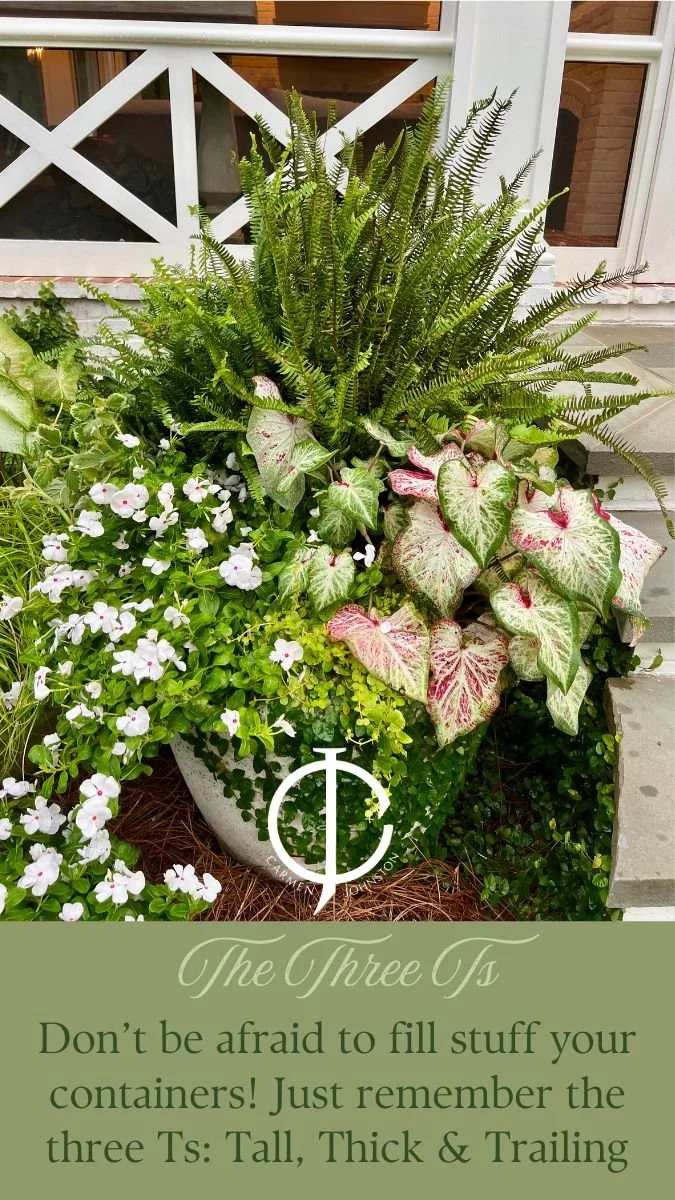 Plant an Outdoor Container to Last all summer — Carmen Johnston Gardens