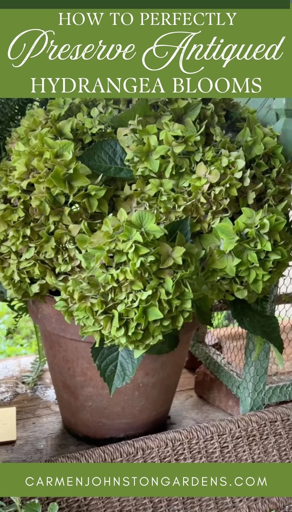 The Secret to Antiquing Hydrangeas: How to Extend Bloom Life — Carmen ...