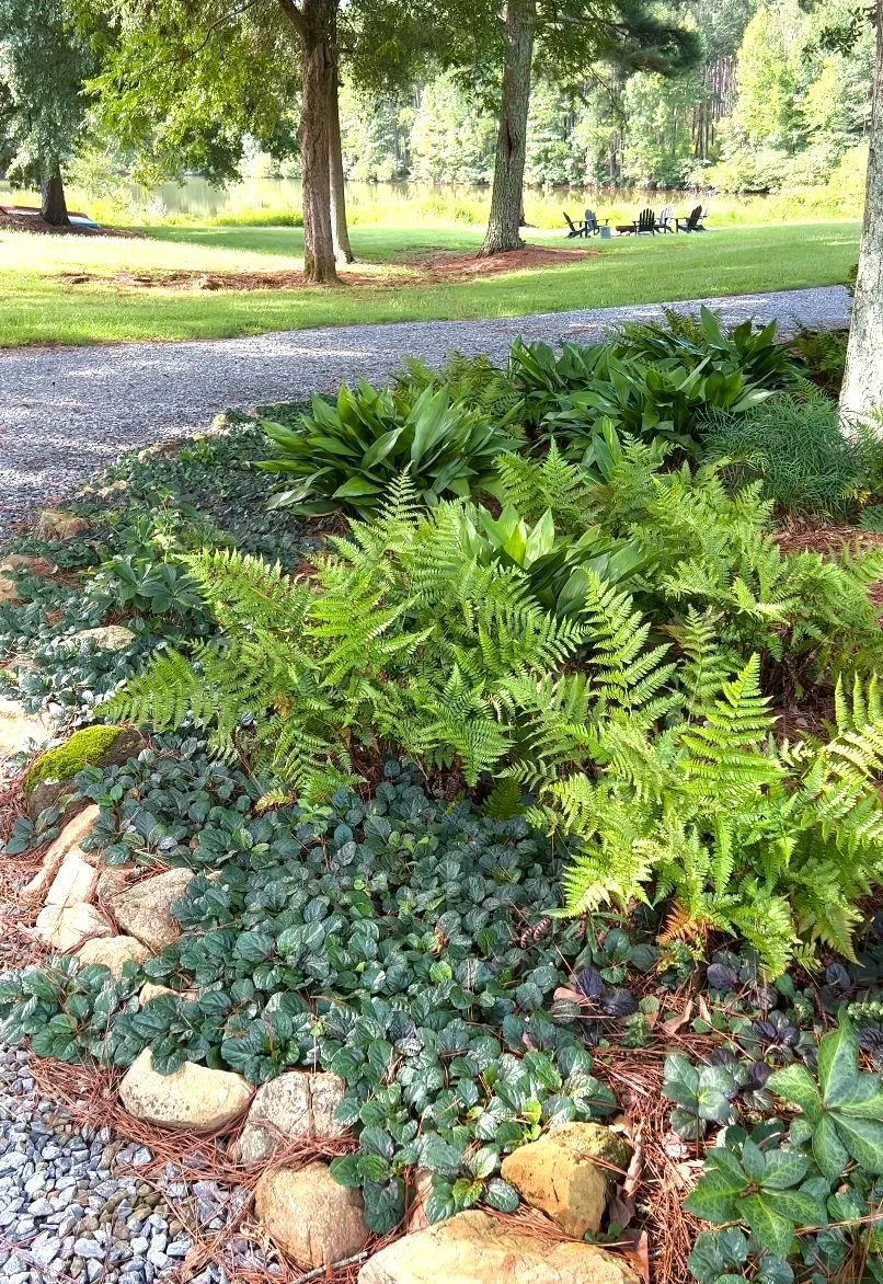 Fall Fern Planting Tips — Carmen Johnston Gardens