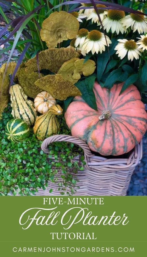 5-Minute DIY Fall Planter — Carmen Johnston Gardens