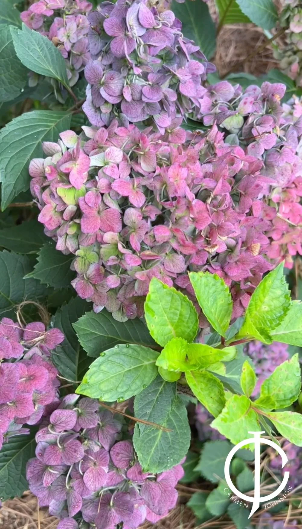 The Secret to Antiquing Hydrangeas: How to Extend Bloom Life — Carmen ...