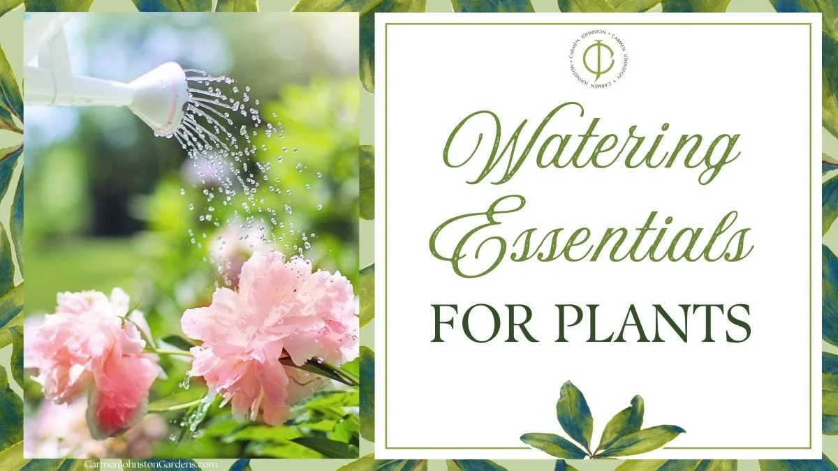 Watering Essentials for plants — Carmen Johnston Gardens