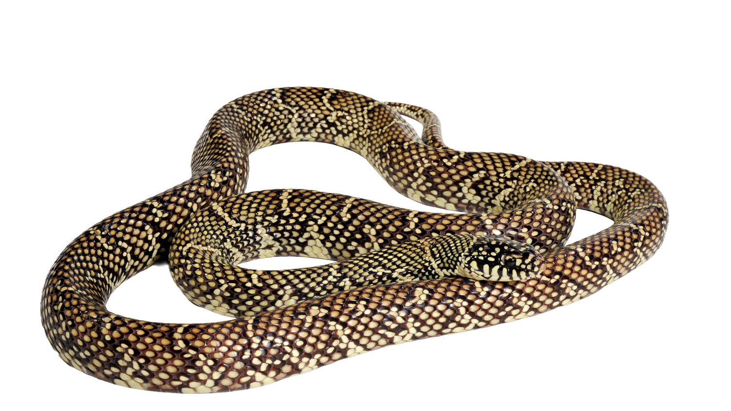 Caring for Florida king Snake — Critters, Reptiles & Exotics