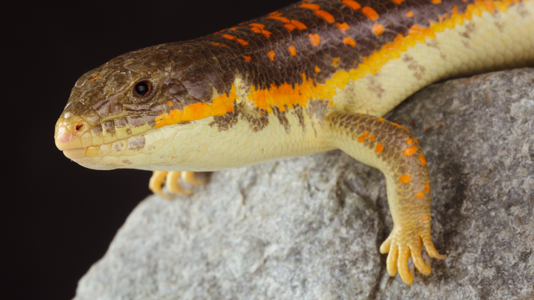 Caring for your Schneider’s Skink — Critters, Reptiles & Exotics