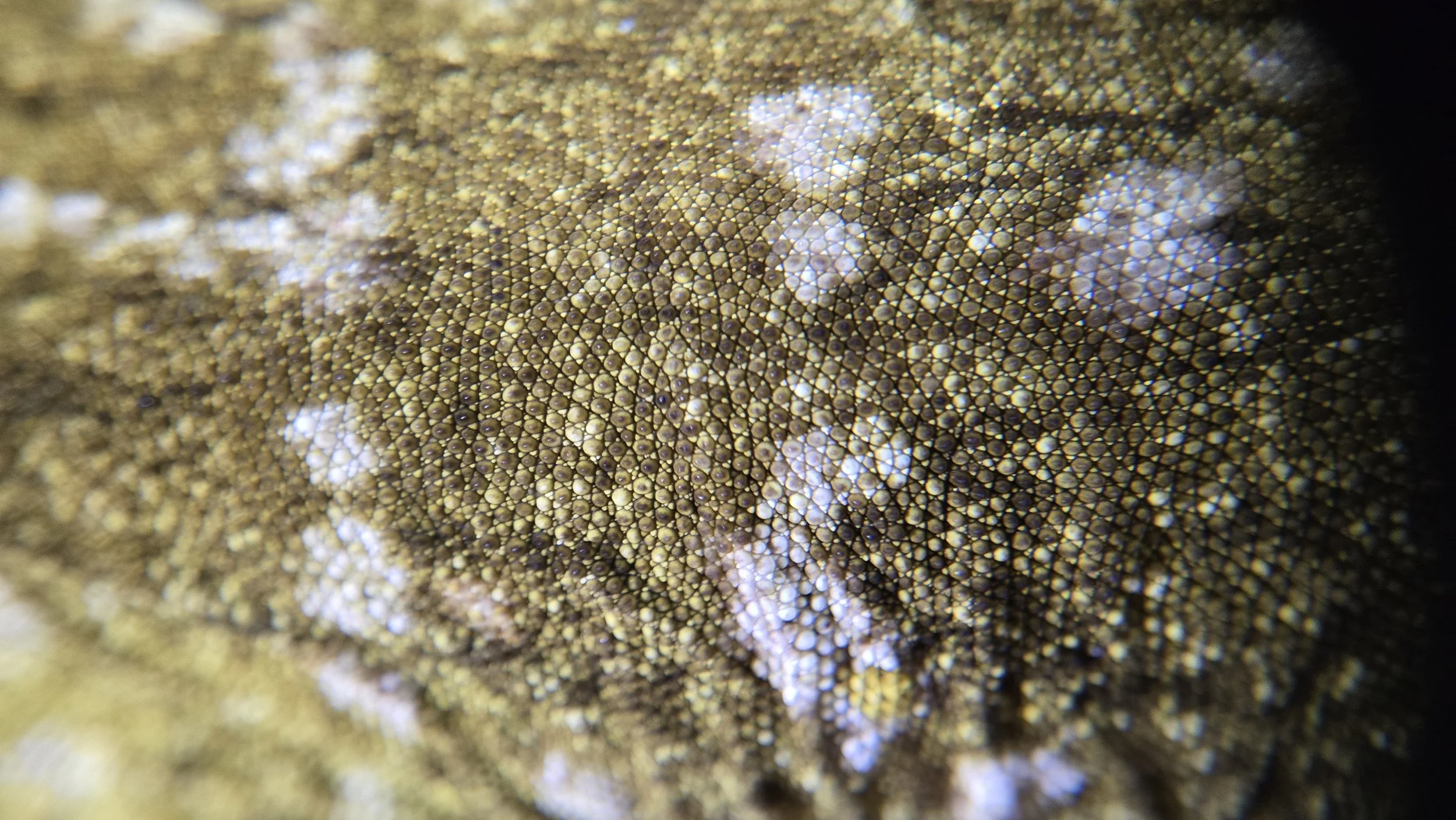 Caring for your Leachianus Gecko (Leachie Gecko) — Critters, Reptiles ...