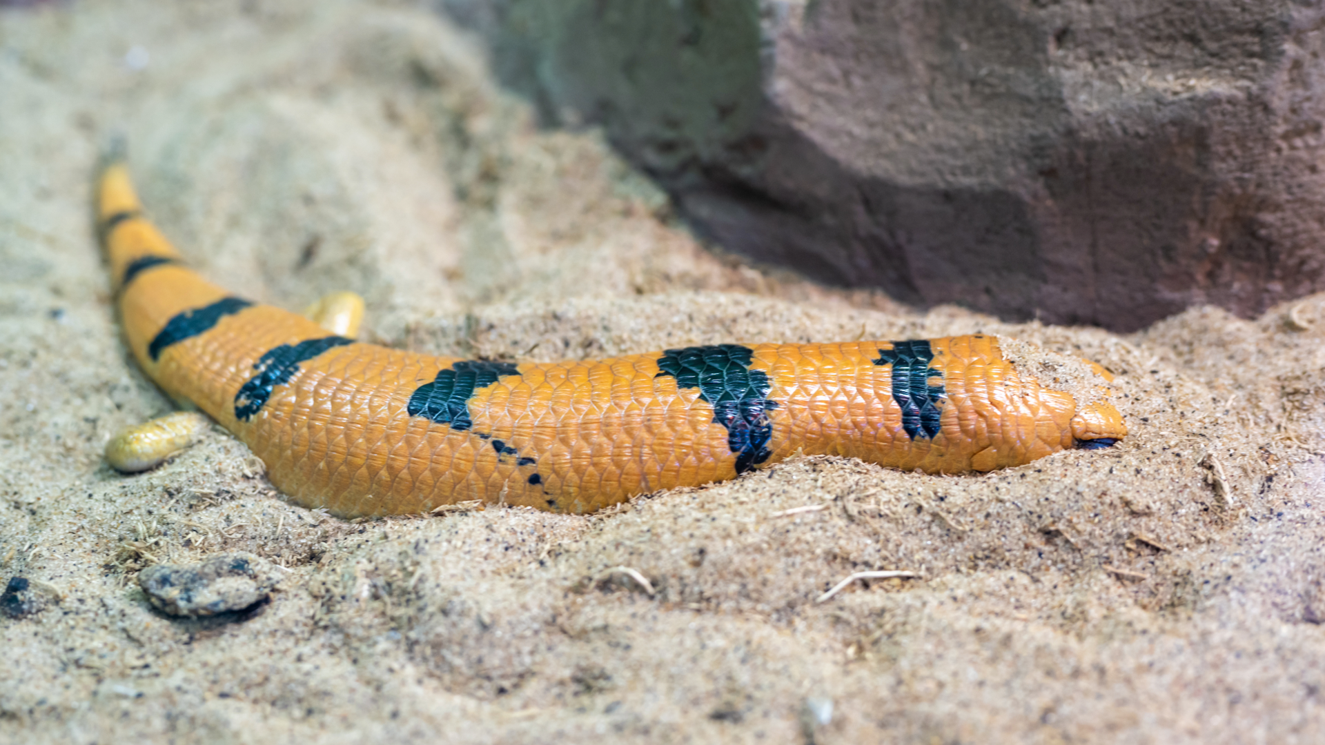 Caring for your Peter’s Banded Skink — Critters, Reptiles & Exotics